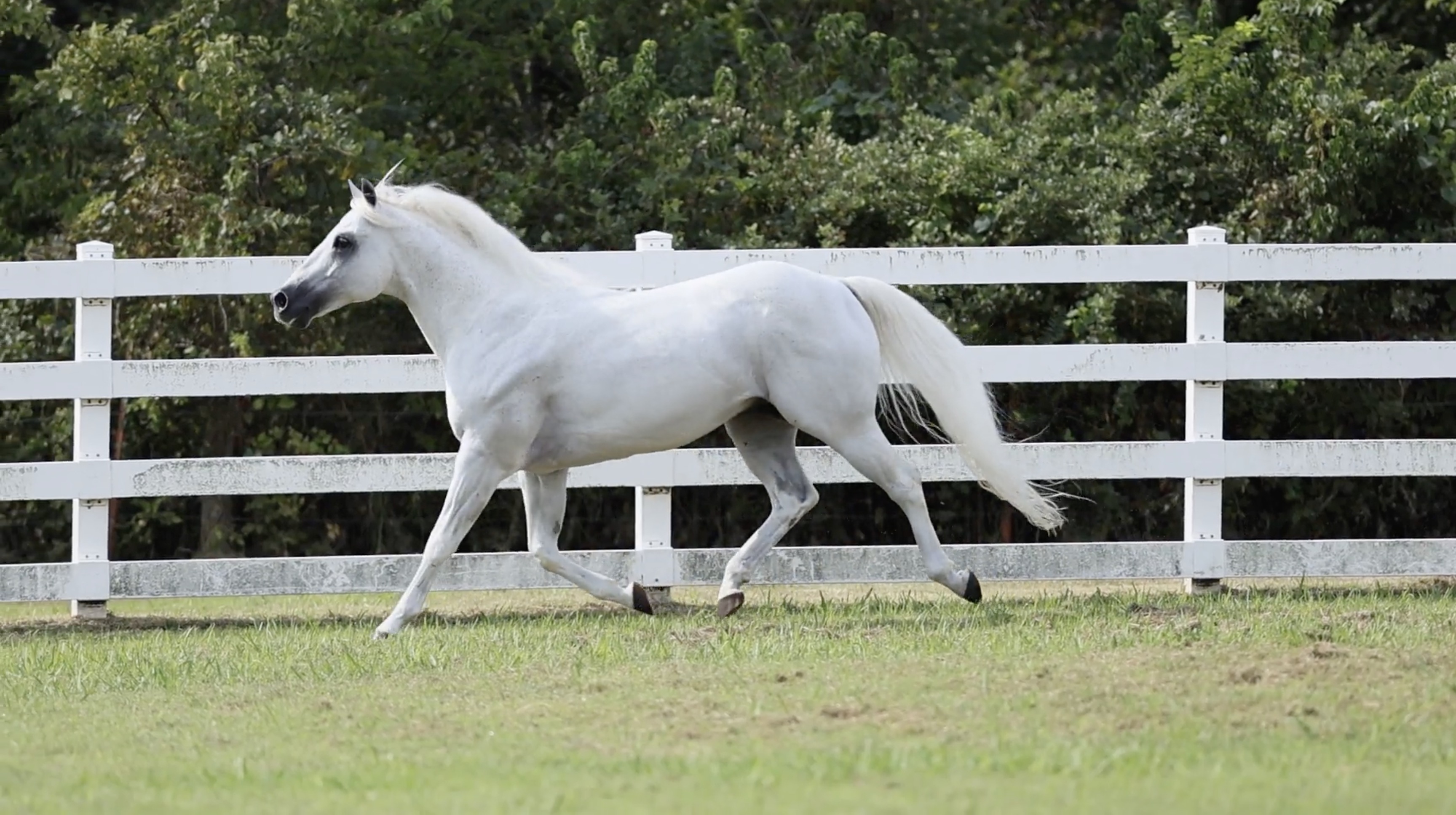 Epic Leader | Stallion Details | 4M Equine Ranch